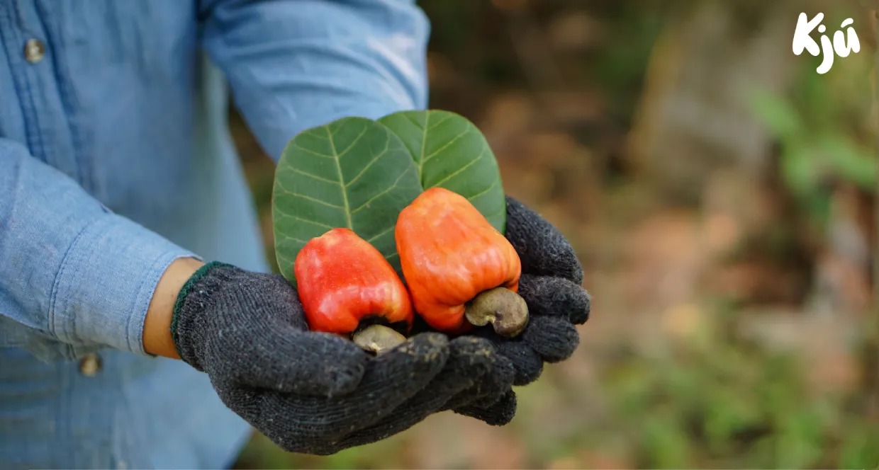 El Merey: Historia, Usos y Sabores del Tesoro Tropical Venezolano | Cashew